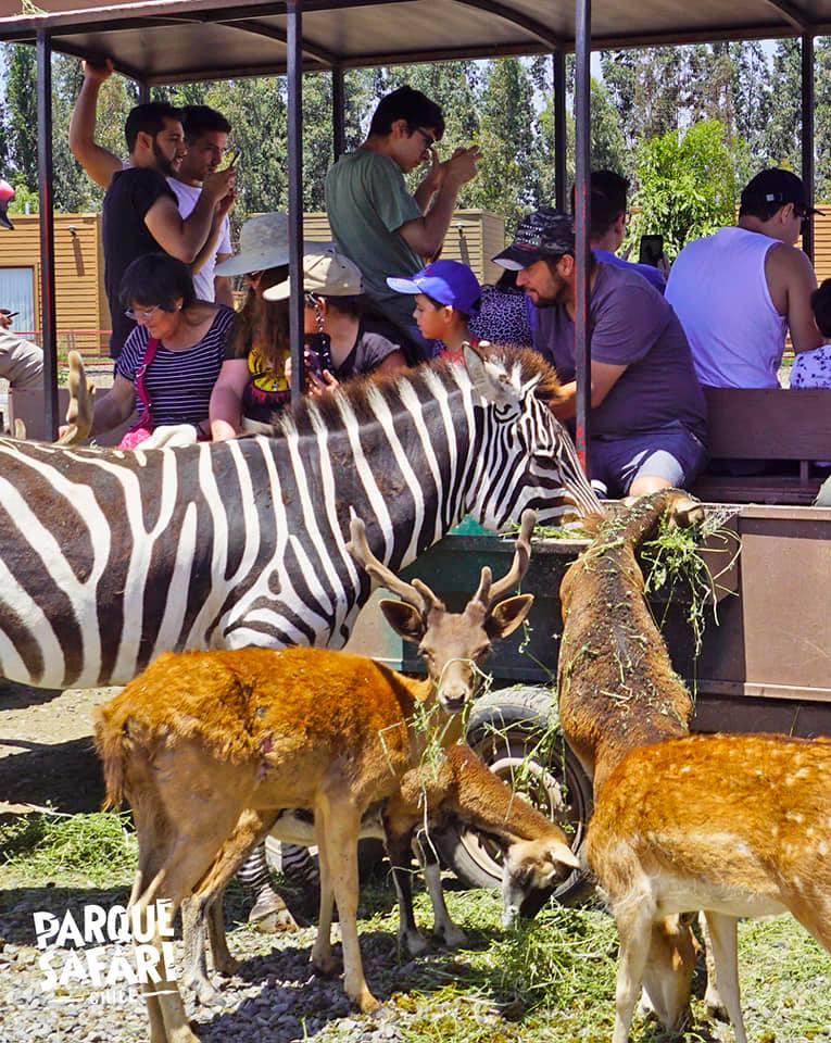 safariherbivoro3 - Parque Safari Chile