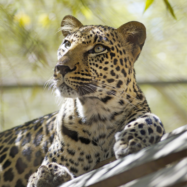 Parque Safari Chile - Tickets y donaciones, Parque Safari Chile